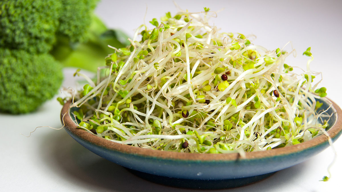 Broccoli Sprouts: The Magic Wonder-food You’re Missing out on ...